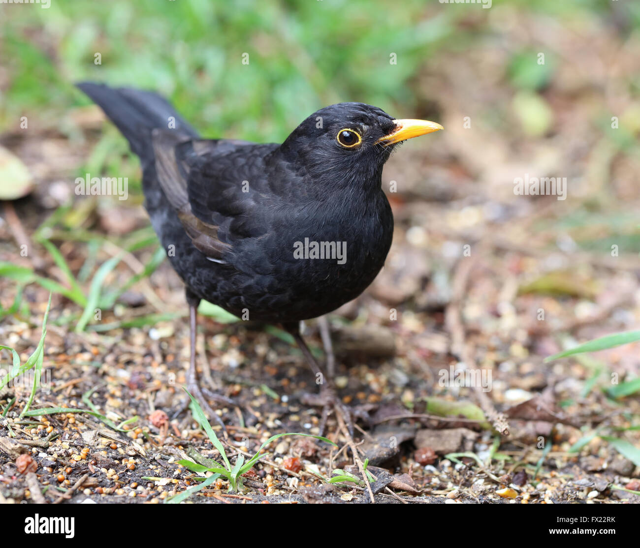 Close up of a male Blackbird Stock Photo - Alamy