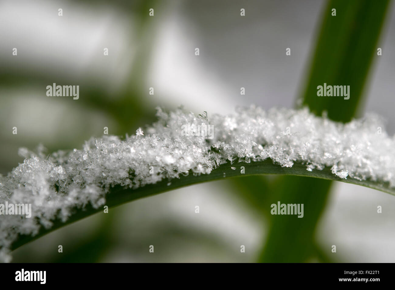 closeup of snow flakes on blade of grass Stock Photo - Alamy