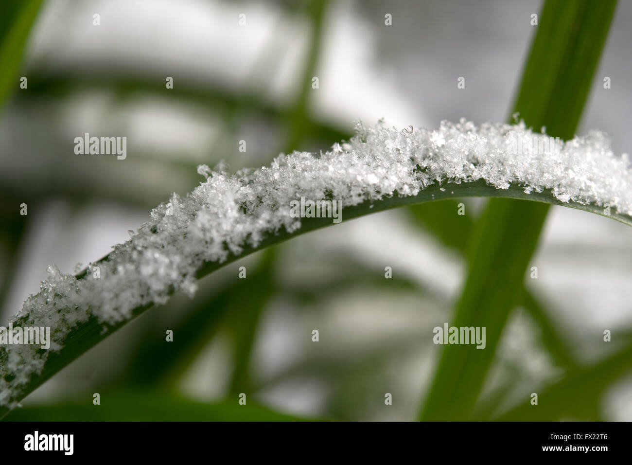 closeup of snow flakes on blade of grass Stock Photo - Alamy