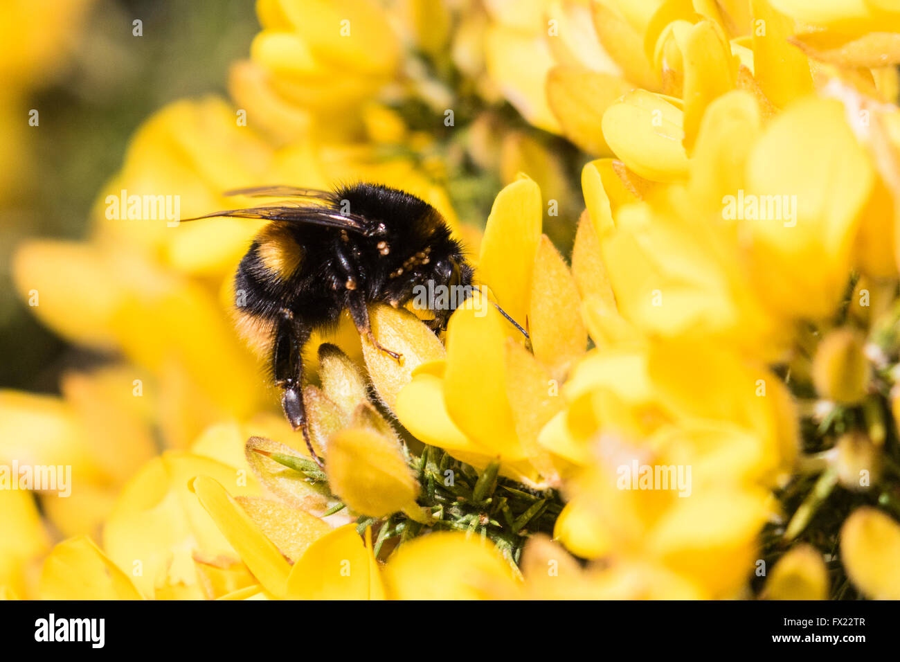 A Buff-tailed Bumble bee (Bombus terrestris) seen along the Ceredigion ...