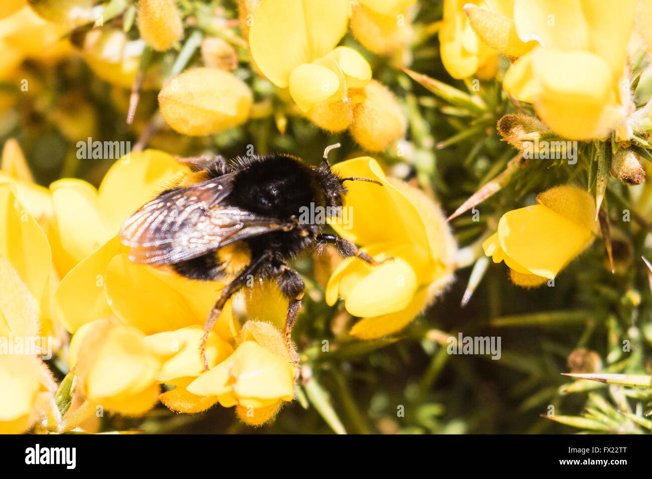 A Buff-tailed Bumble bee (Bombus terrestris) seen along the Ceredigion ...