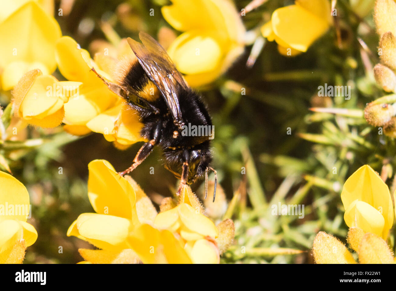 A Buff-tailed Bumble bee (Bombus terrestris) seen along the Ceredigion ...
