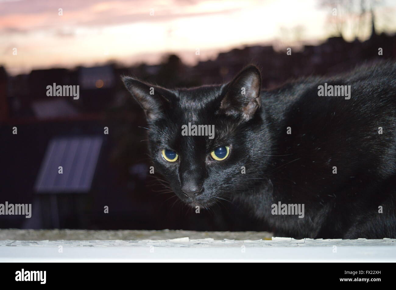 A beautiful black cat, close-up, sunrise behind Stock Photo - Alamy