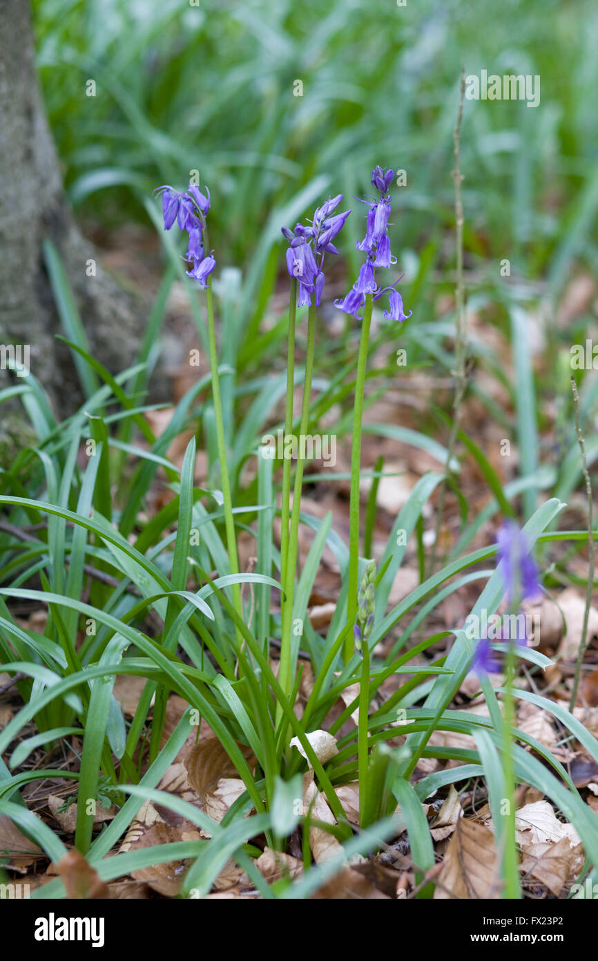 bluebell flowers in an English woodlands Stock Photo - Alamy