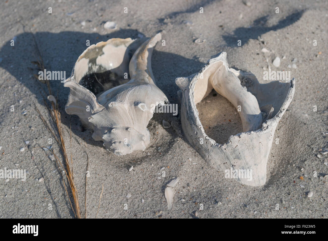 BROKEN SHELLS ON A BEACH, MYRTLE BEACH, SOUTH CAROLINA, USA - DECEMBER ...