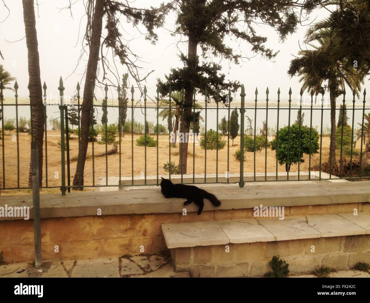 Cat on guard hi-res stock photography and images - Alamy