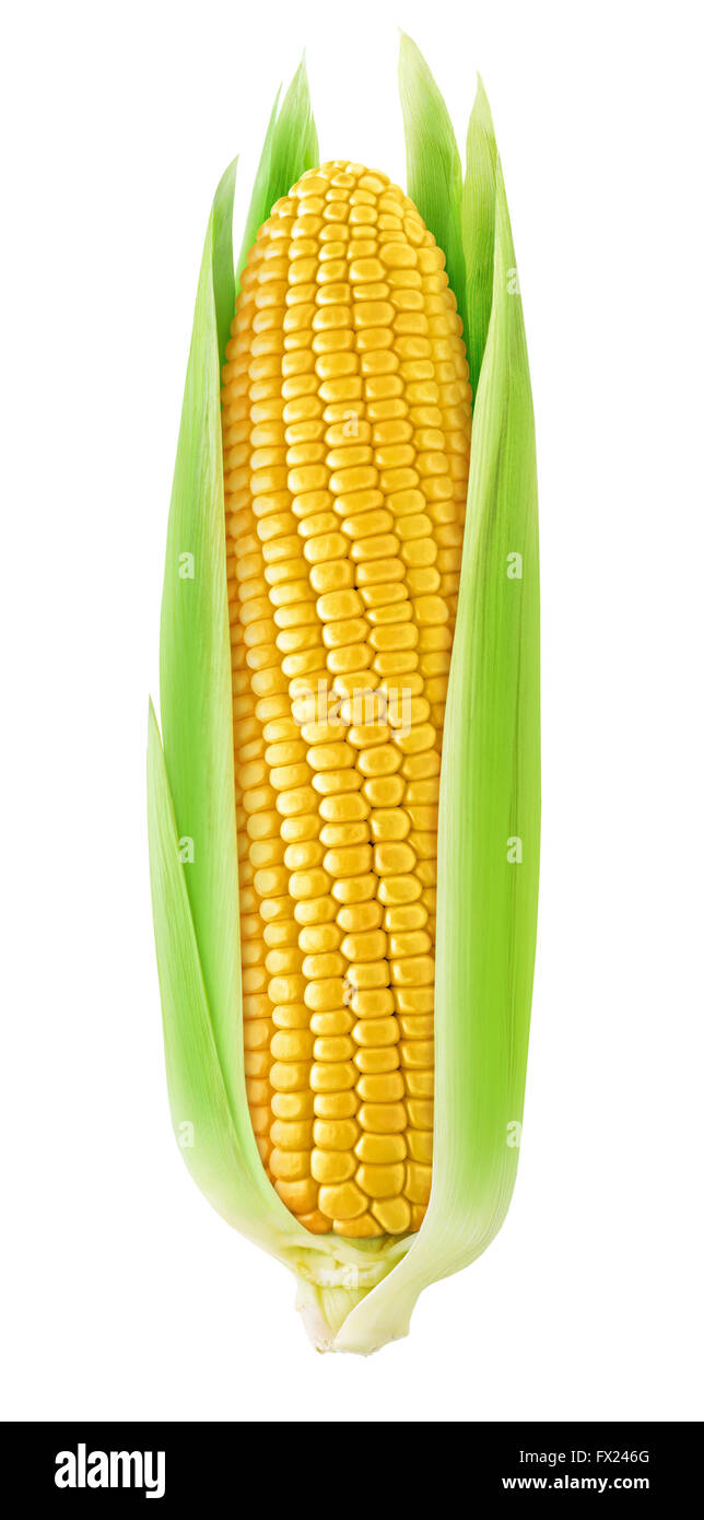 One corn with leaves isolated on white background with clipping path ...