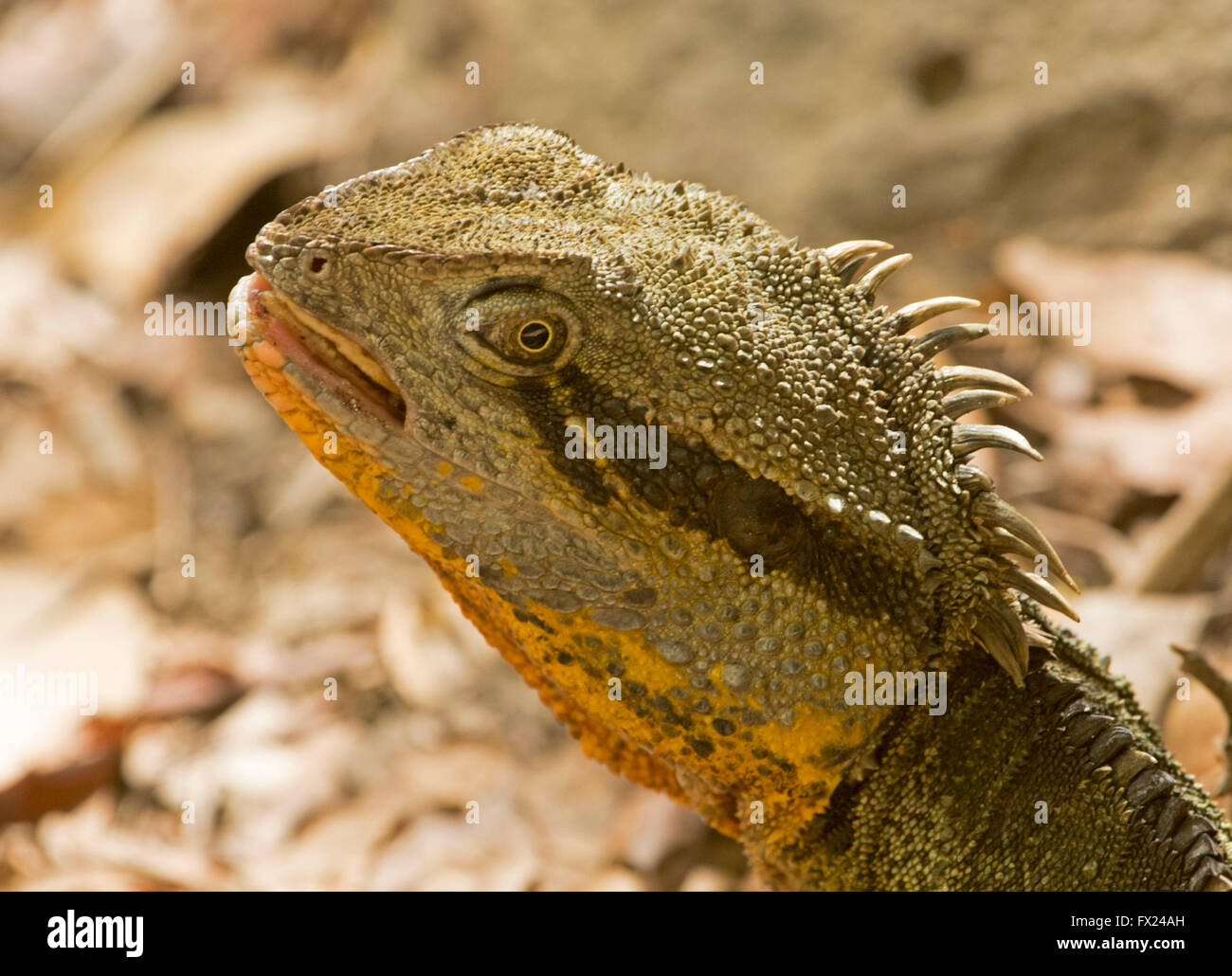 Close-up of face with bright eye, spines, and red throat of Australian ...