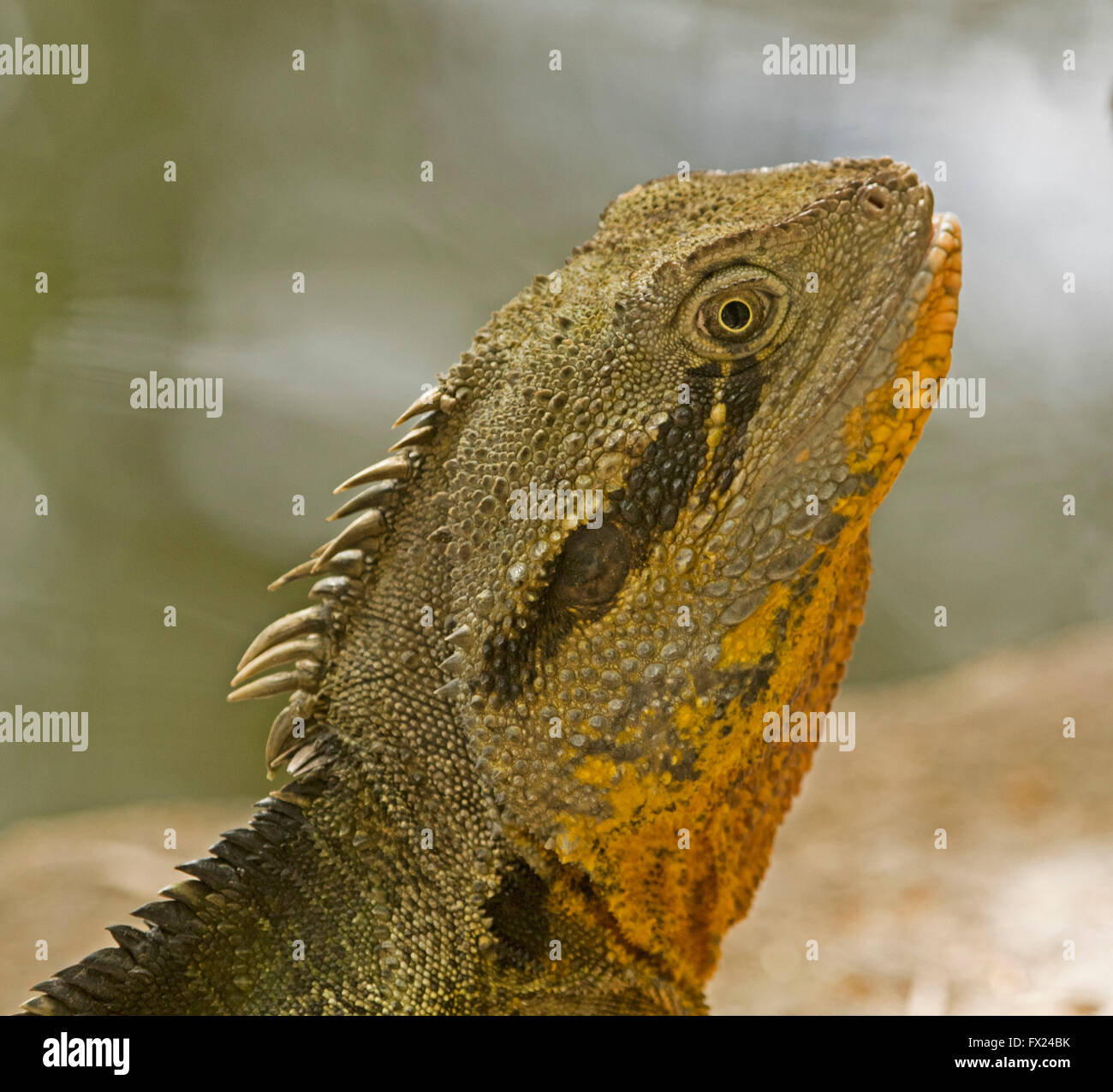 Australian dragons hi-res stock photography and images - Alamy