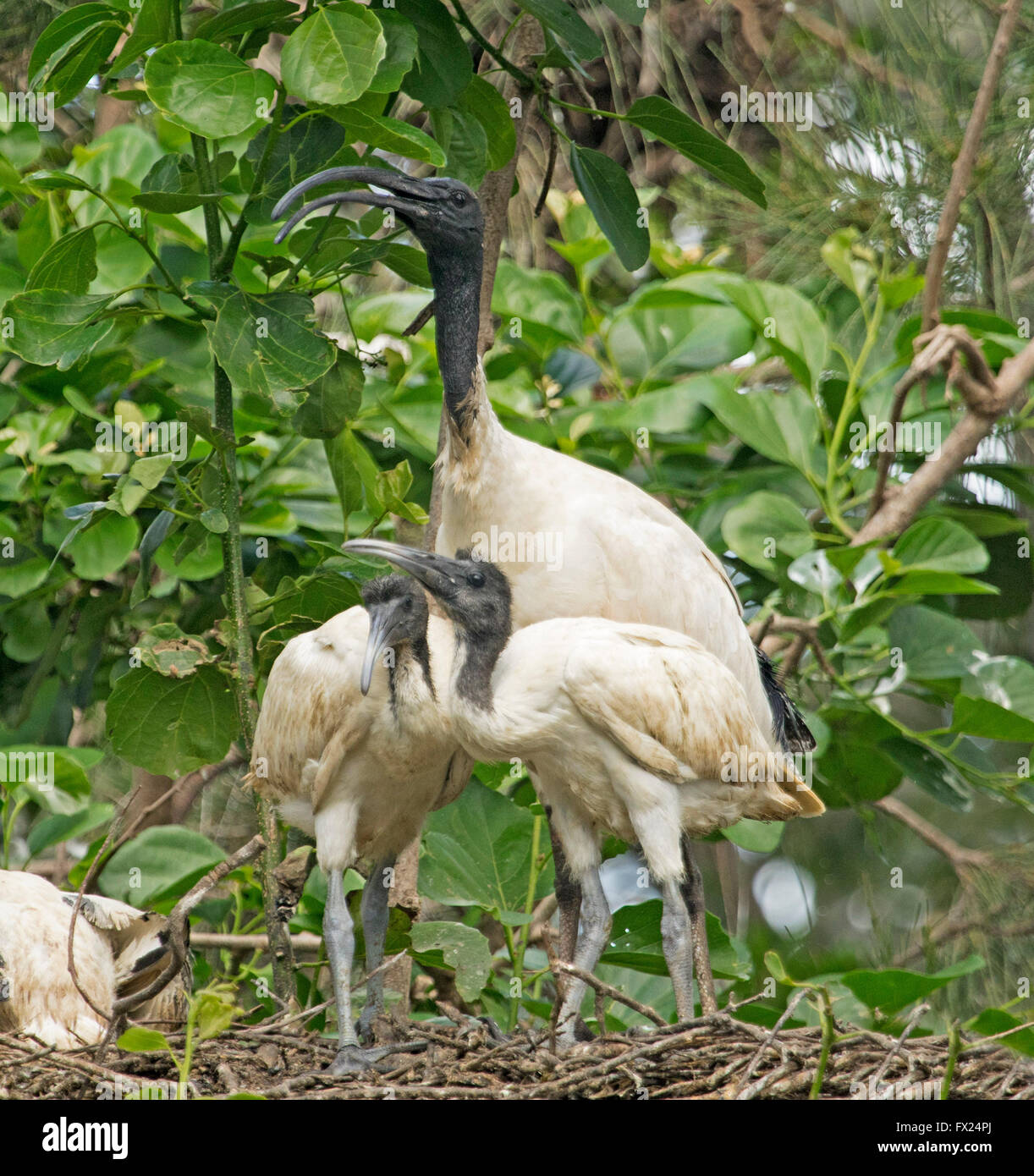 Australian white ibis Threskiornis molucca on stick nest with two large ...