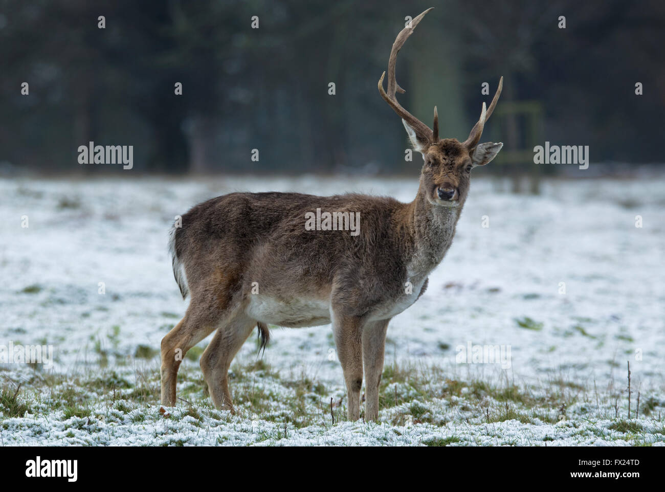 Injured stag in winter Stock Photo - Alamy