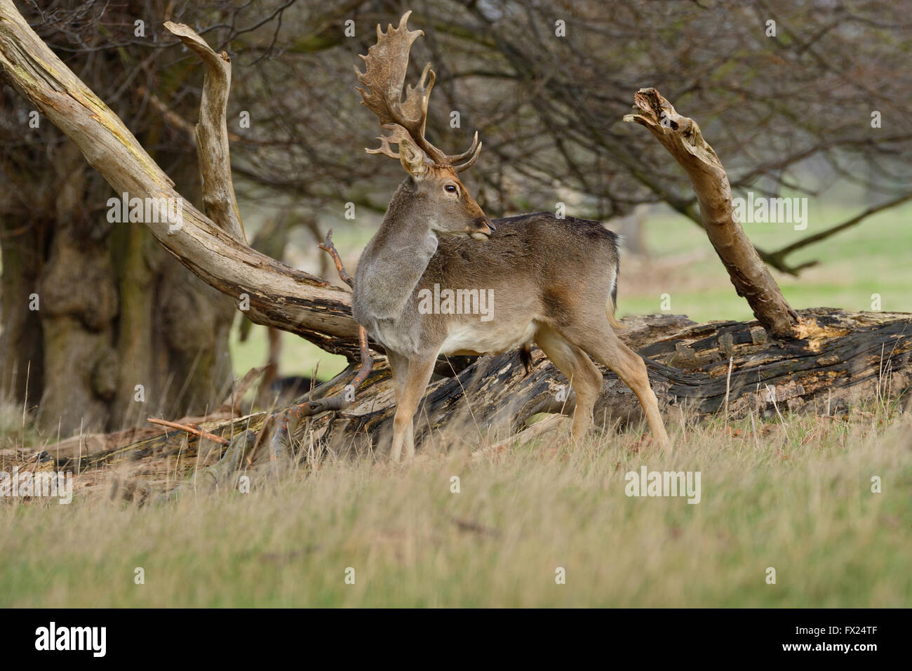 A beautiful stag is seen standing against a fallen tree Stock Photo - Alamy