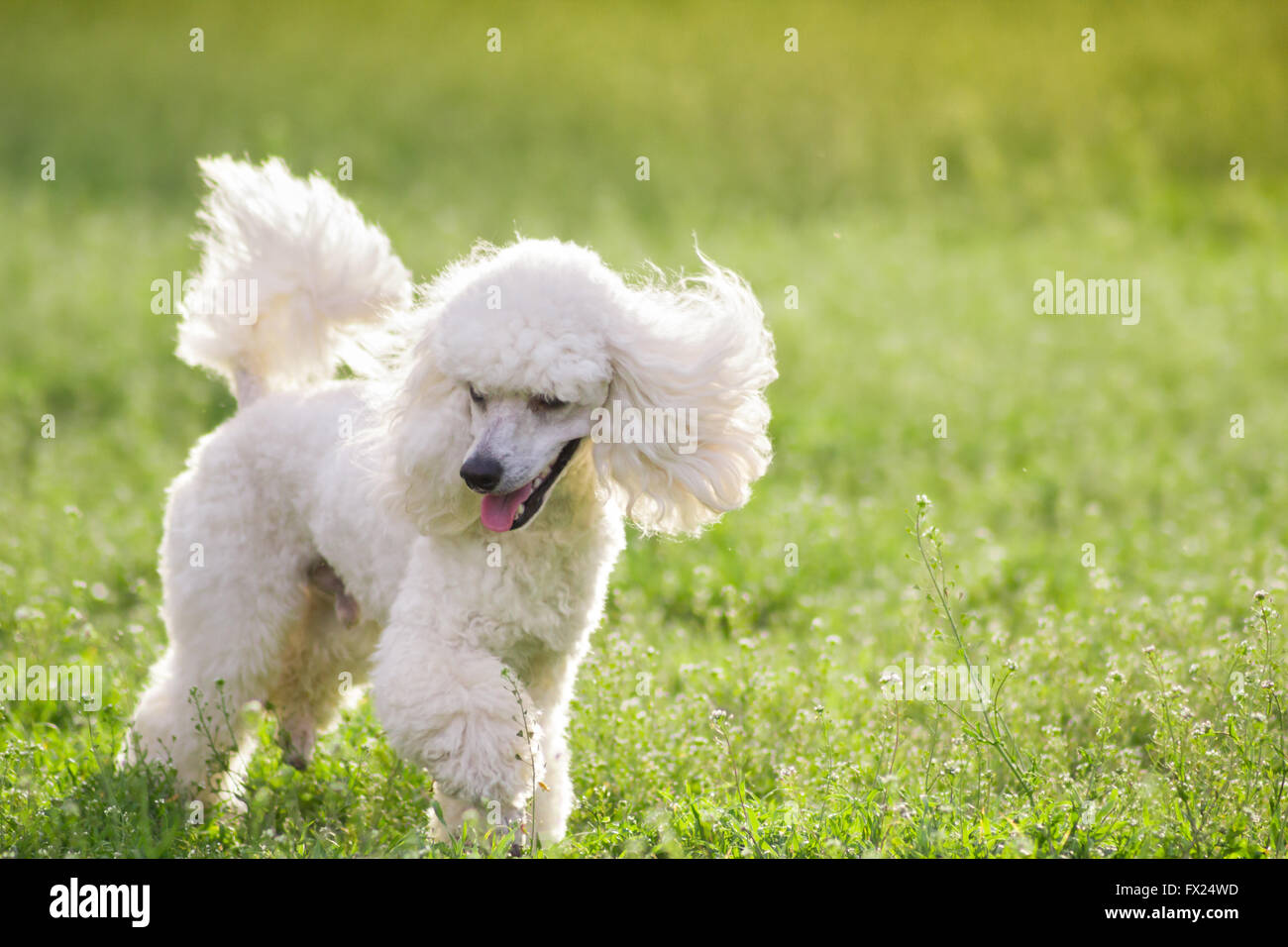 White Standard Poodle Running