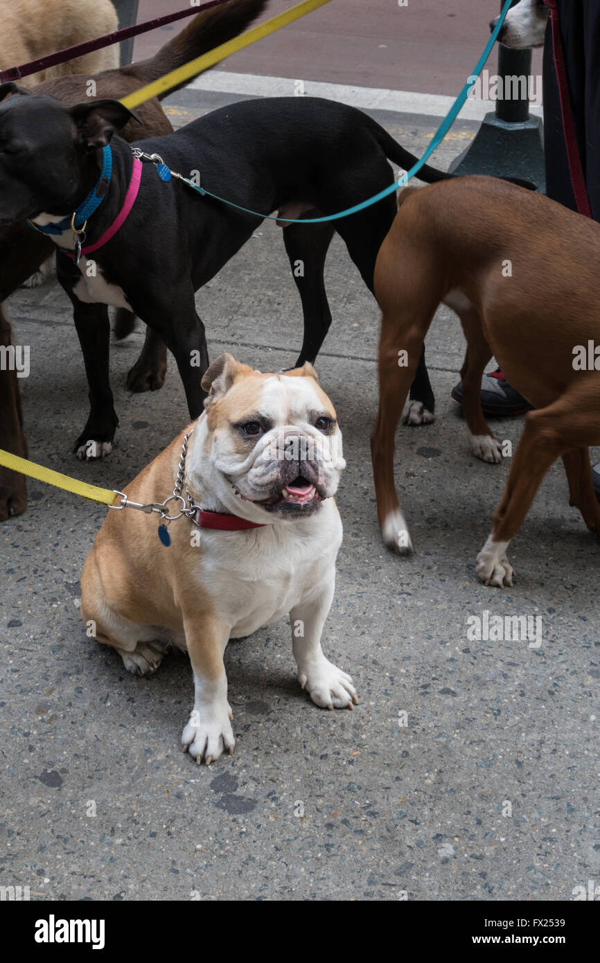 Professional walker in park or forest hi-res stock photography and ...