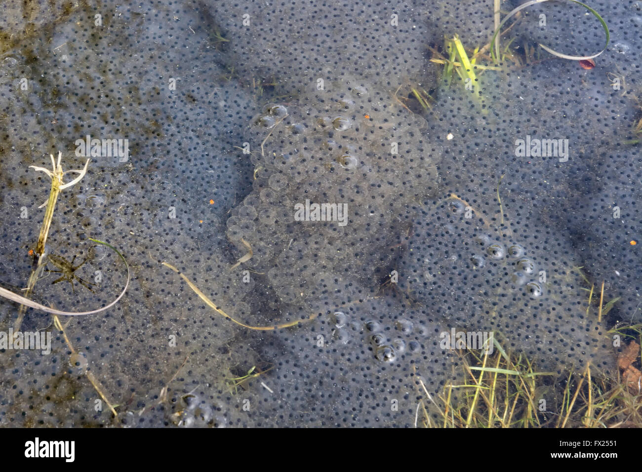 European common frog spawn in pond Stock Photo - Alamy