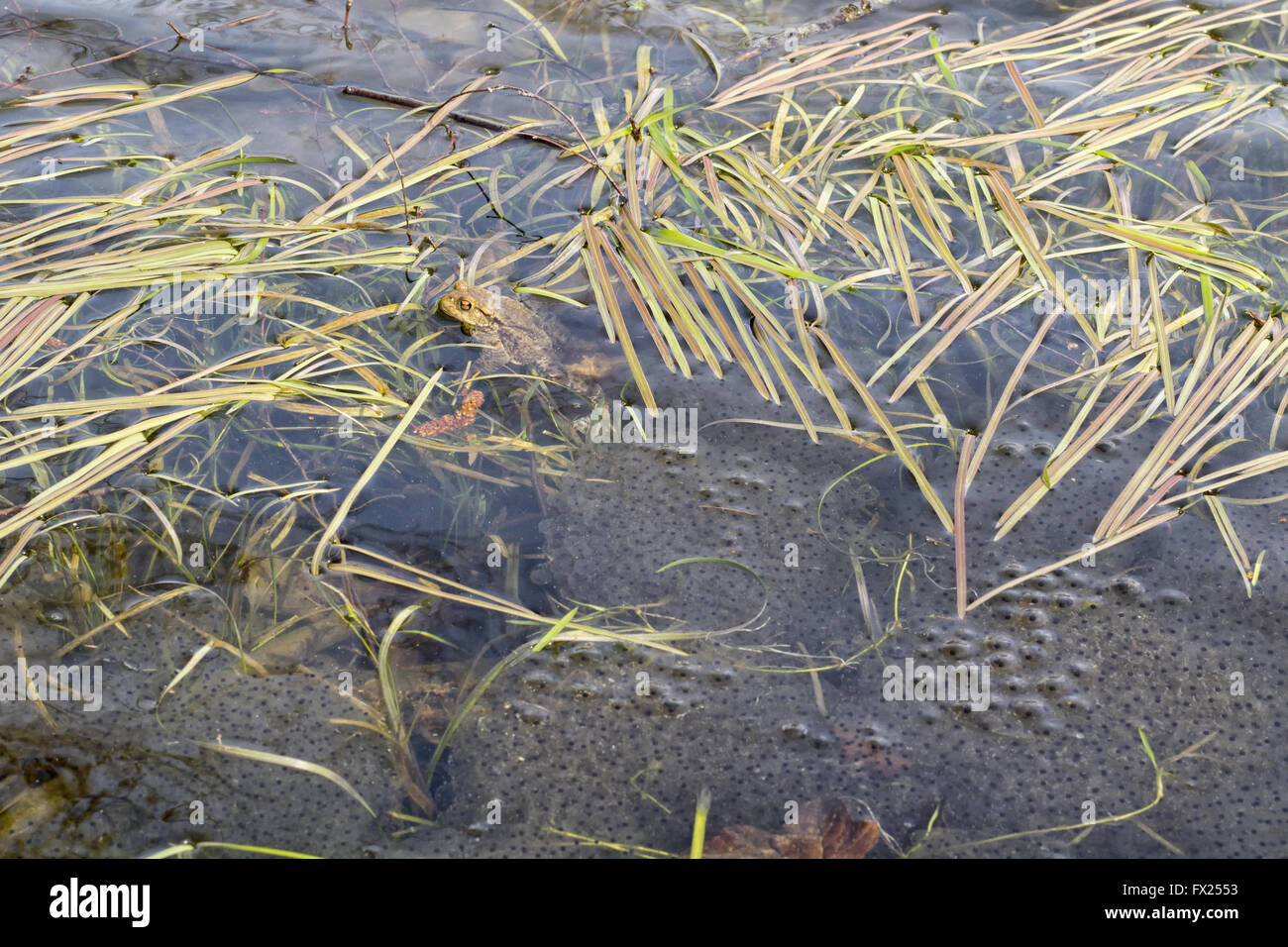 European common frog with spawn in pond Stock Photo - Alamy