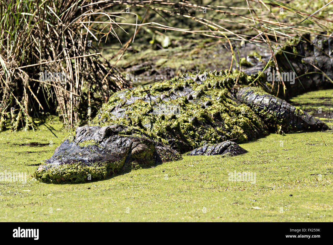 A giant 12-foot long American alligator rest camouflaged in duckweed ...