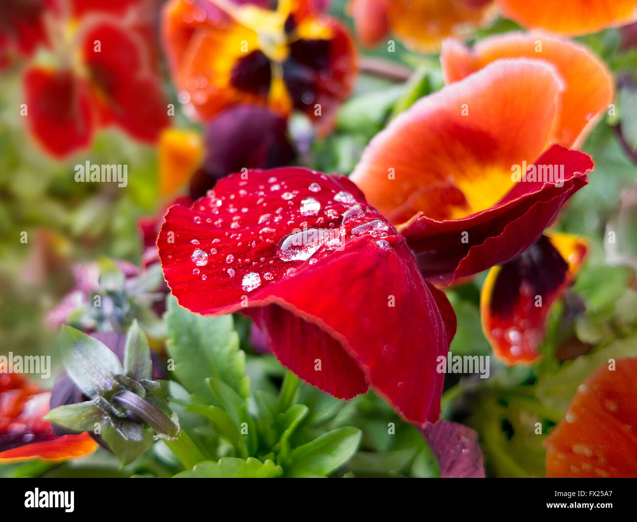 Drops of morning dew on red, yellow, orange pansies flowers in garden ...