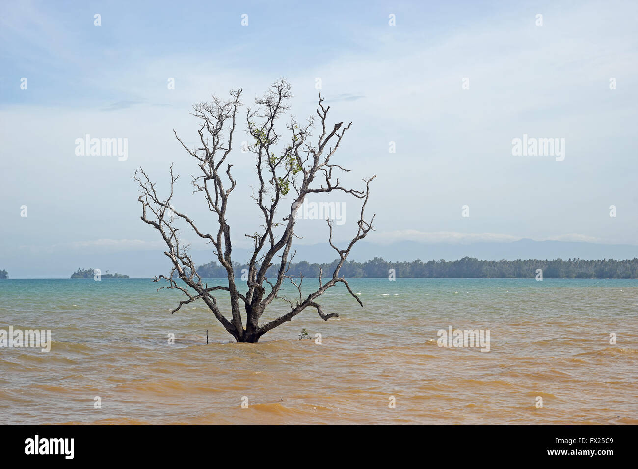 global warming concept, dry tree in the sea Stock Photo - Alamy