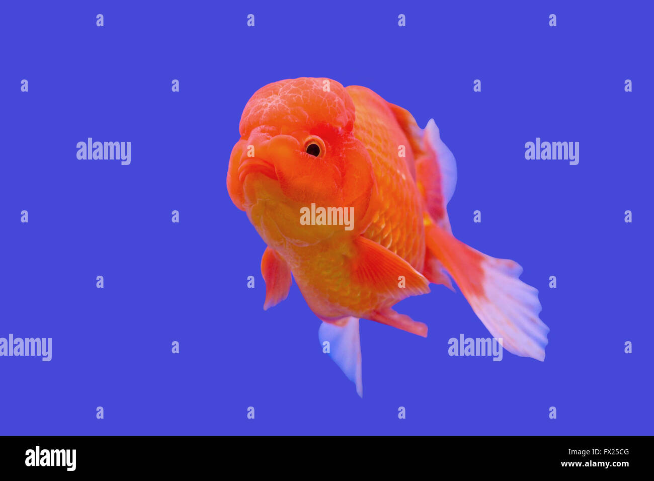 beautiful ranchu or lion head goldfish in fish tank Stock Photo - Alamy