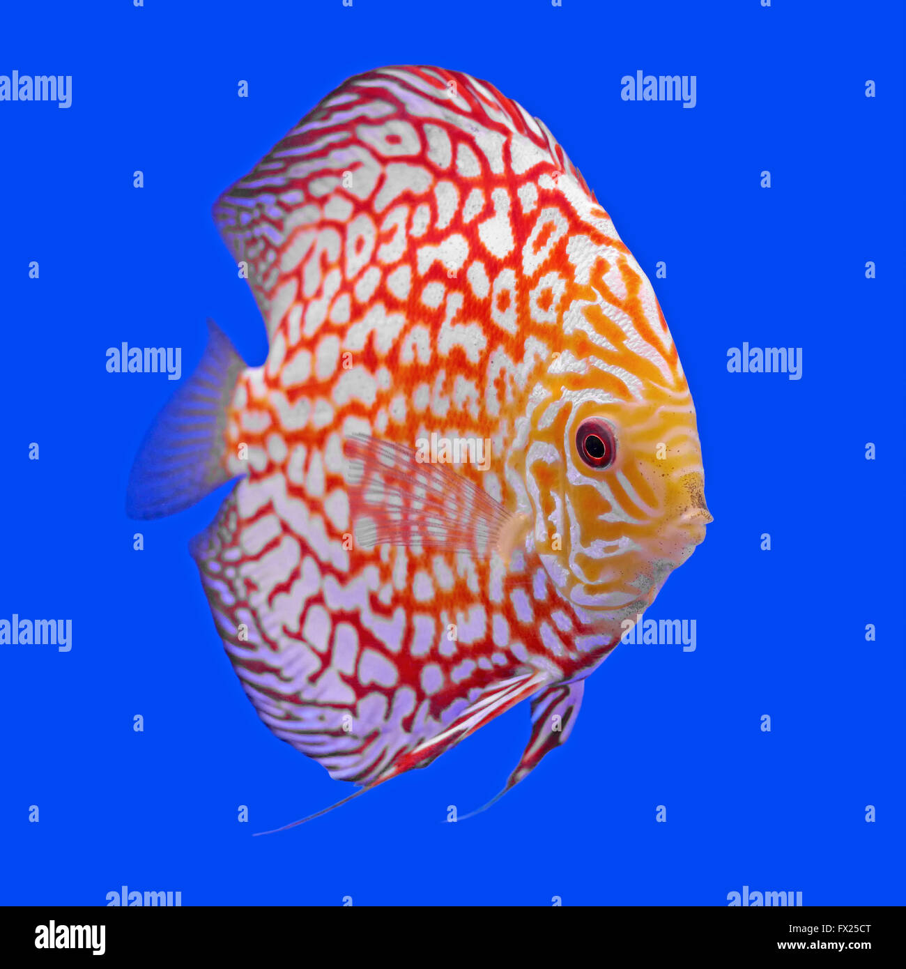 pompadour or symphysodon fish in the aquarium Stock Photo - Alamy