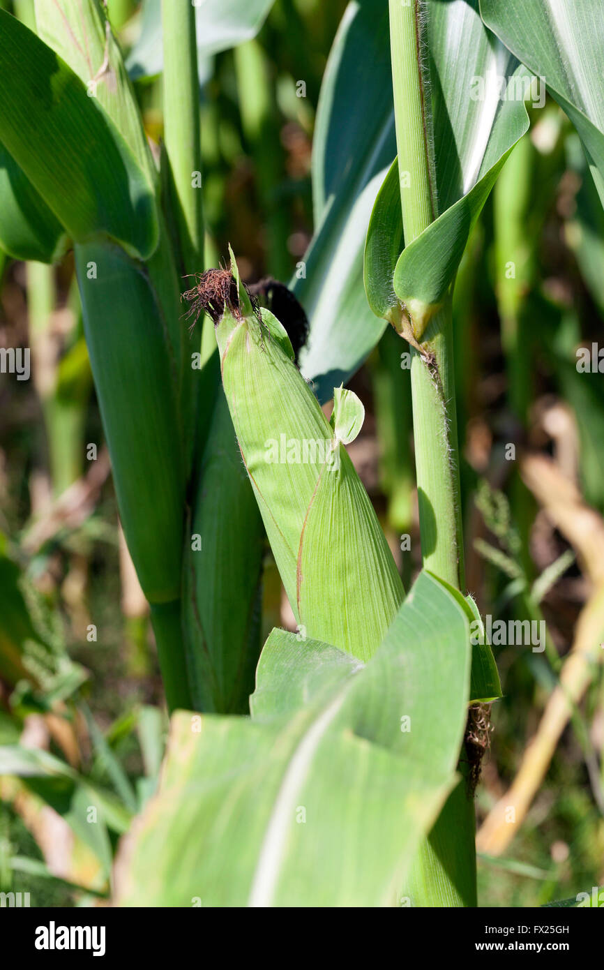 ear of corn Stock Photo - Alamy