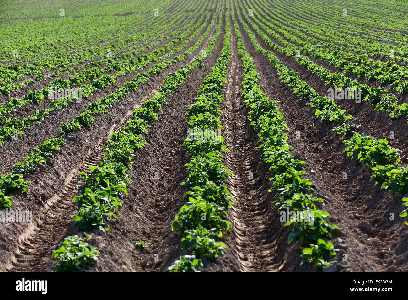 Potato trench hi-res stock photography and images - Alamy