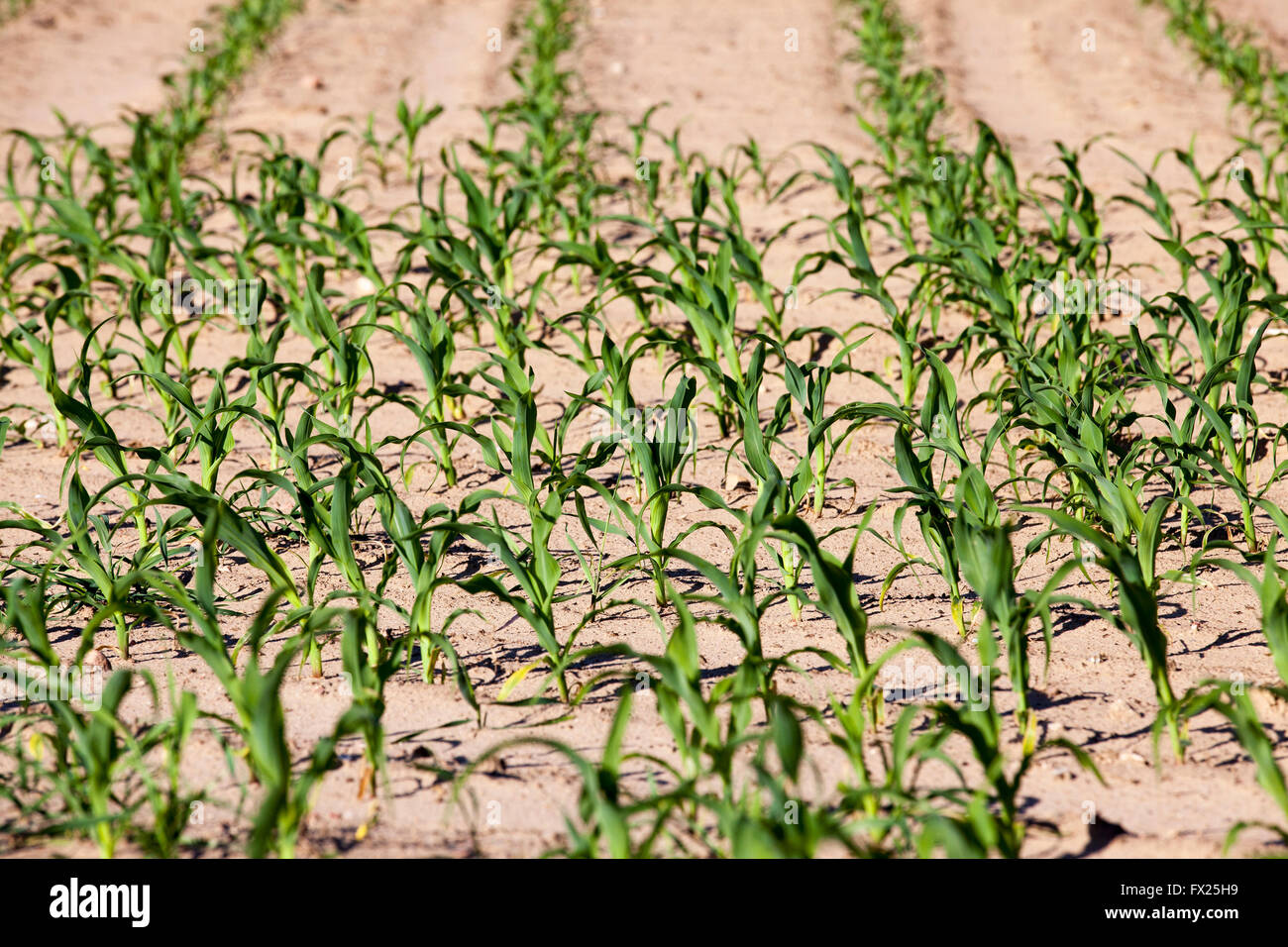 Corn field close up hi-res stock photography and images - Alamy