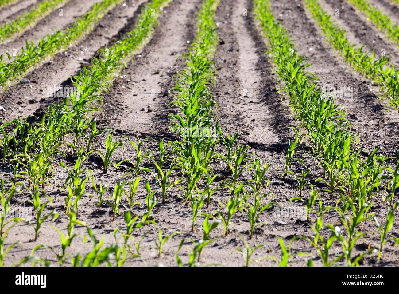 corn field. close-up Stock Photo - Alamy