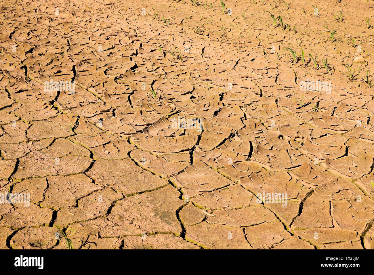 cracked earth field Stock Photo - Alamy