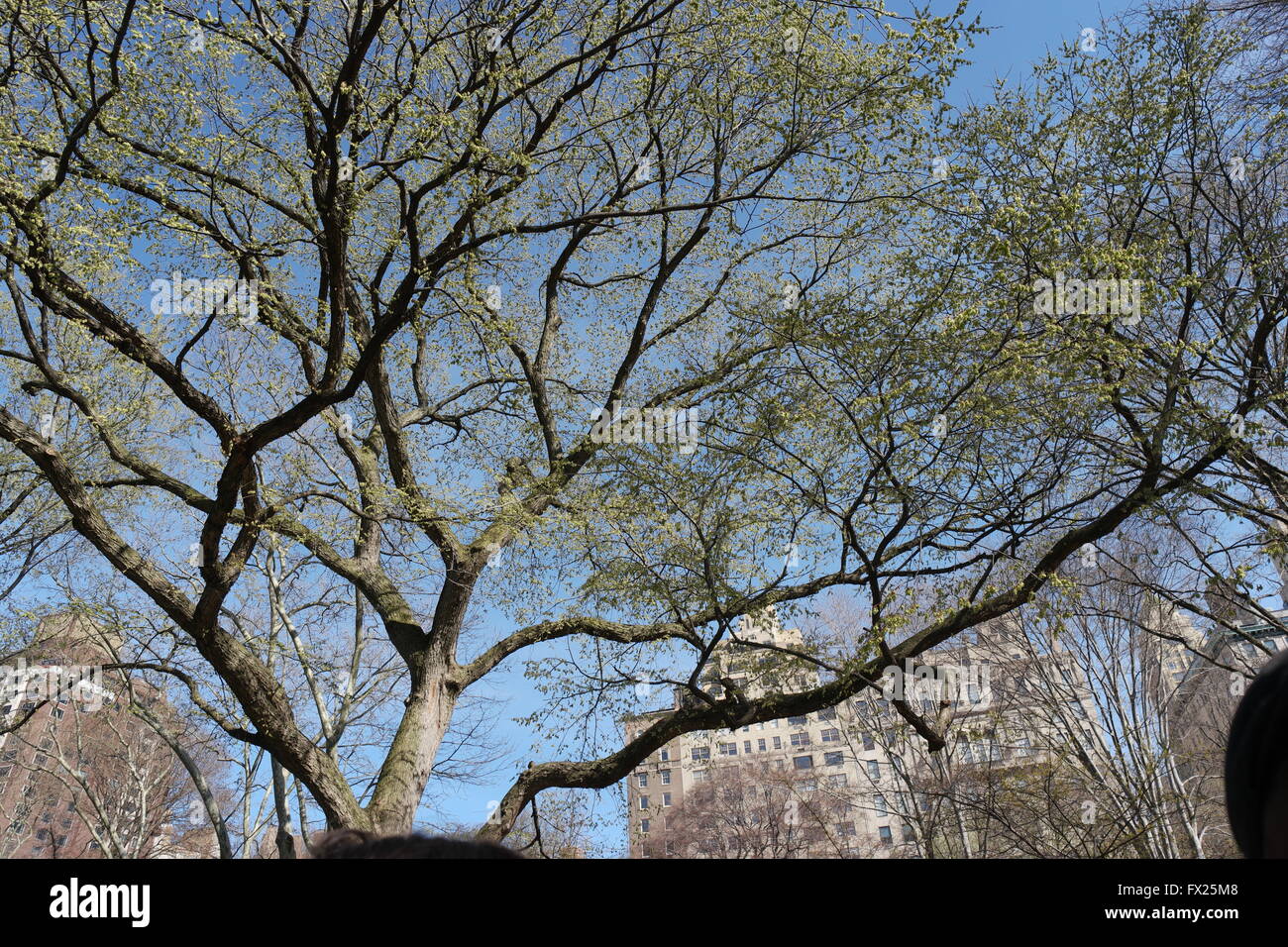 green and brown tree in nature with buildings behind it Stock Photo - Alamy