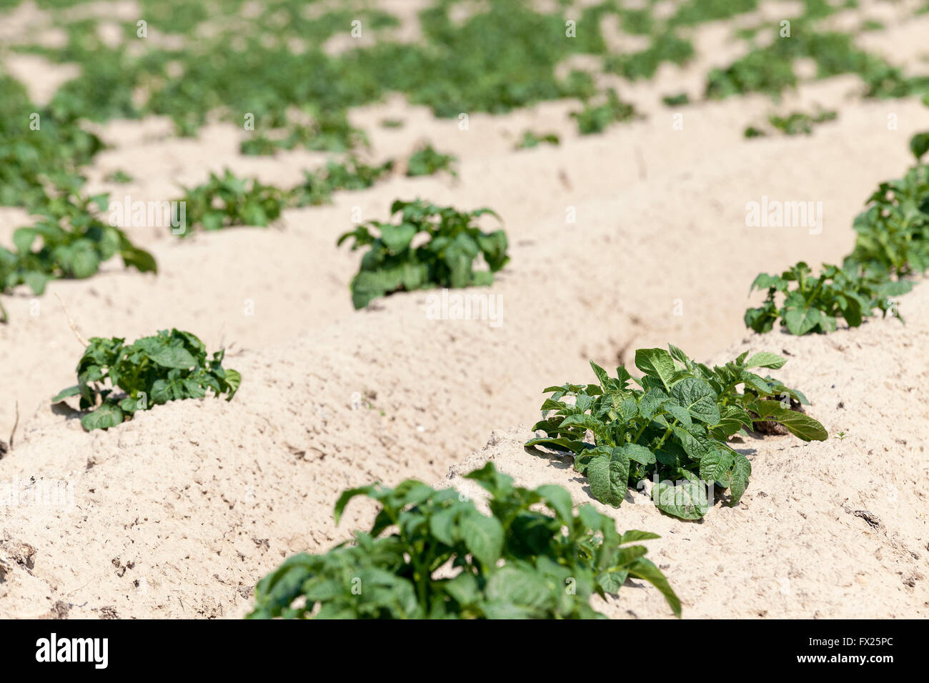 Agriculture, potato field Stock Photo - Alamy