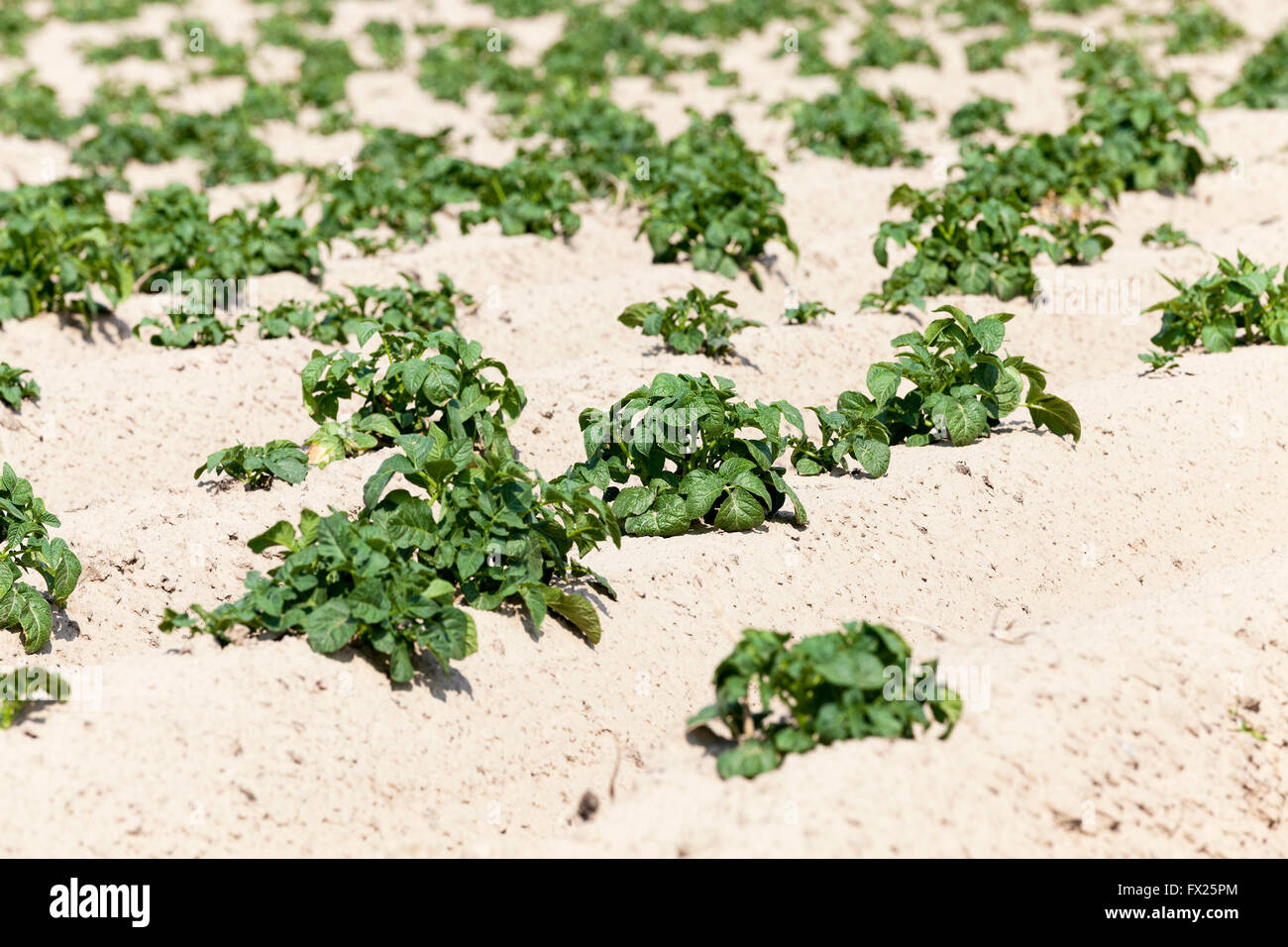 Agriculture, potato field Stock Photo - Alamy