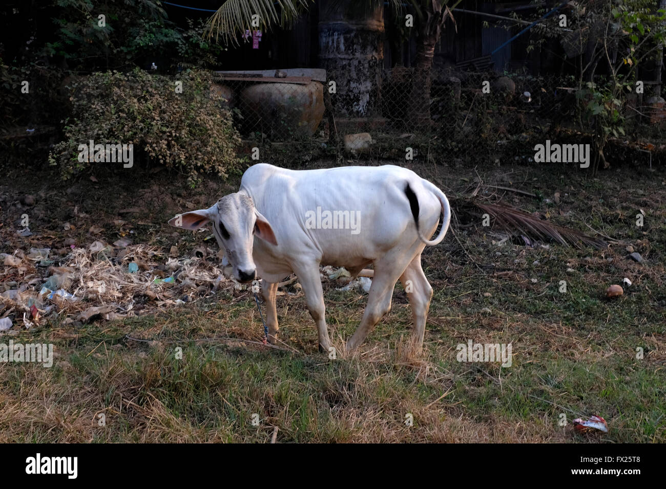 Water buffalo in a field in Cambodia Stock Photo - Alamy