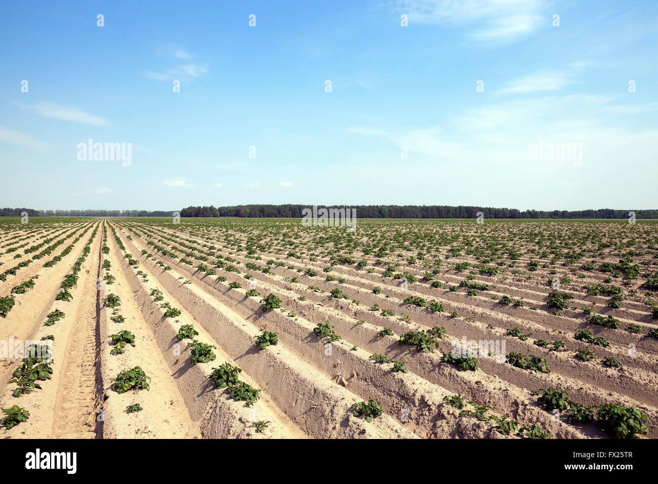 Field with potato Stock Photo - Alamy