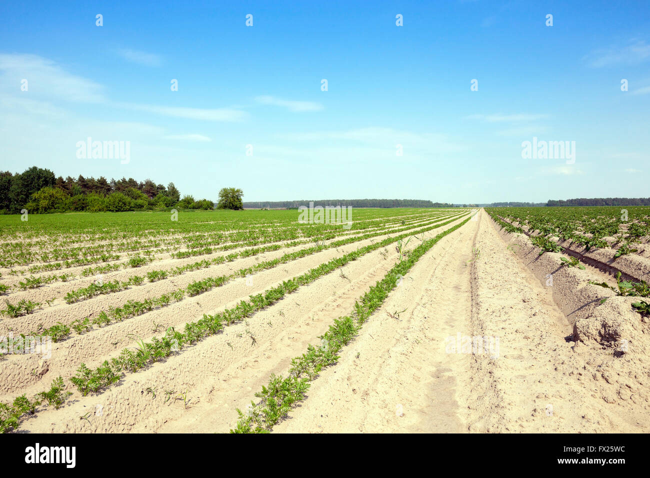 Carrot building hi-res stock photography and images - Alamy