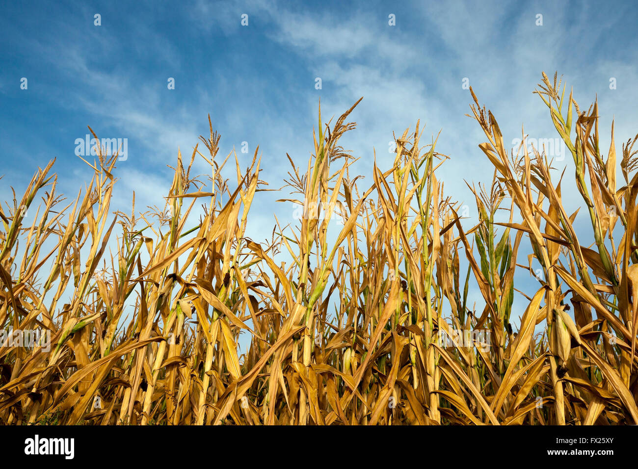 yellowing corn field Stock Photo - Alamy