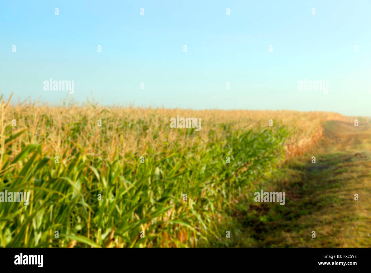 Green immature corn Stock Photo - Alamy