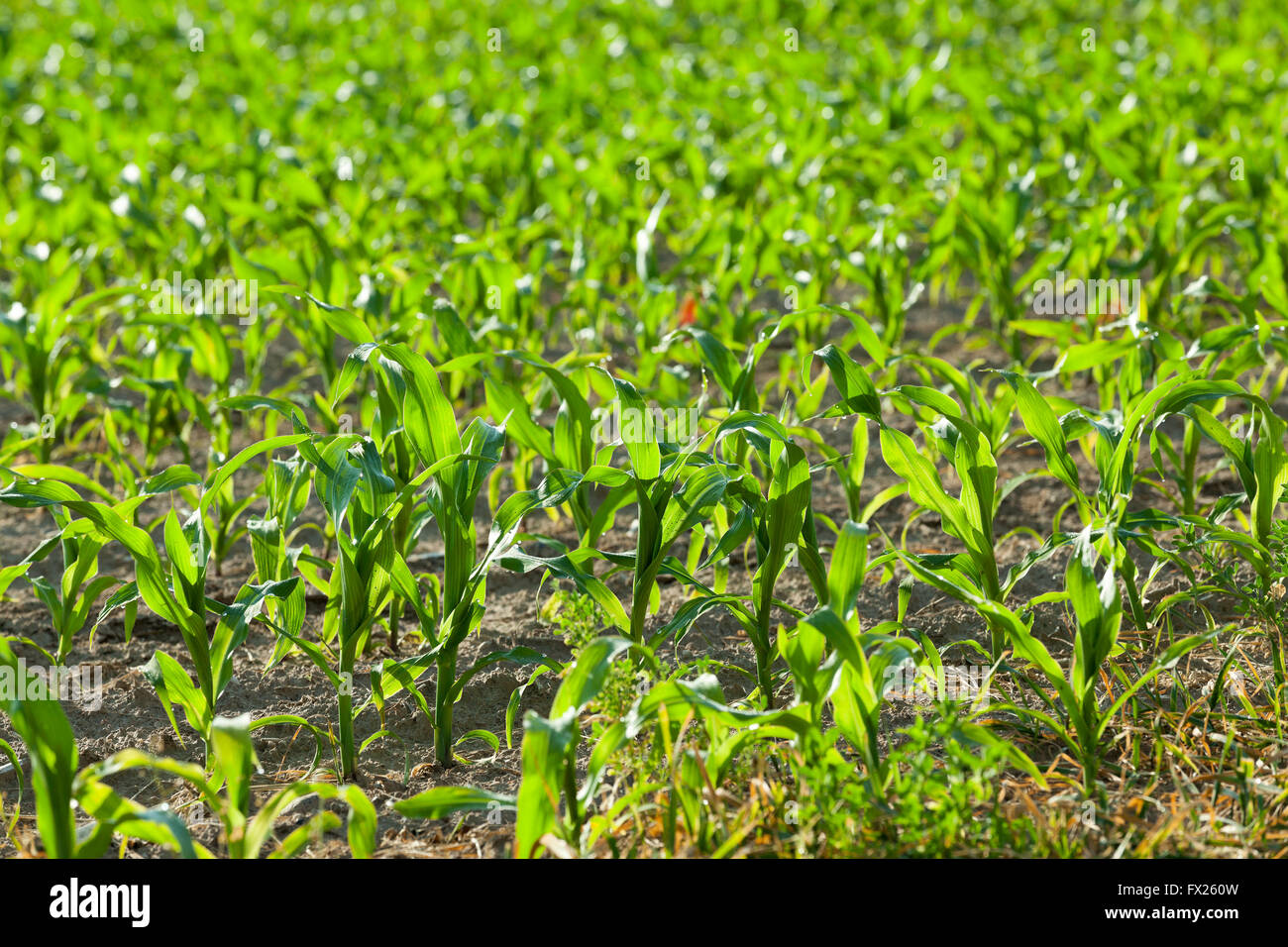 Corn field, summer Stock Photo - Alamy