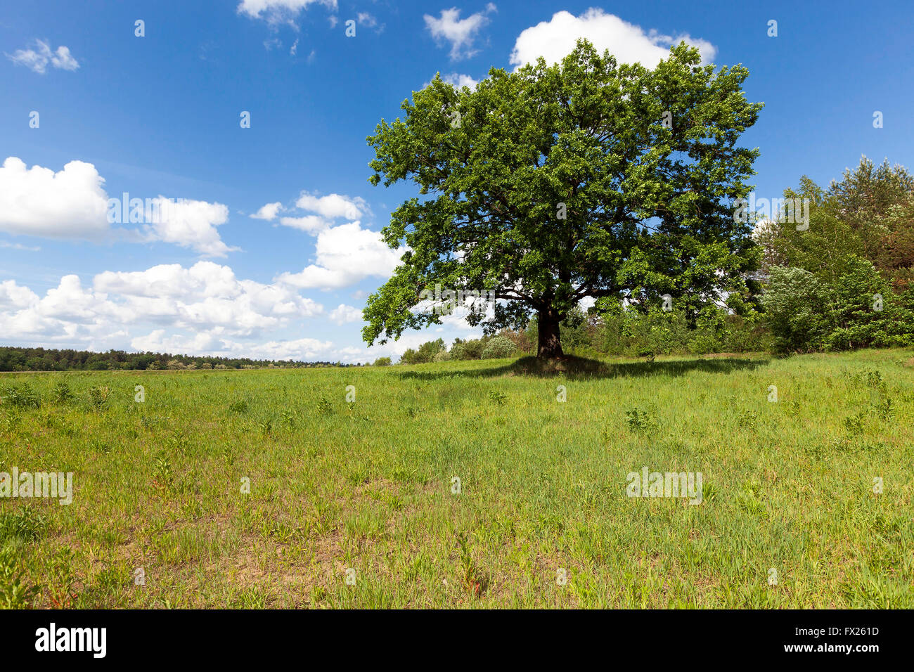 tree in the field Stock Photo - Alamy
