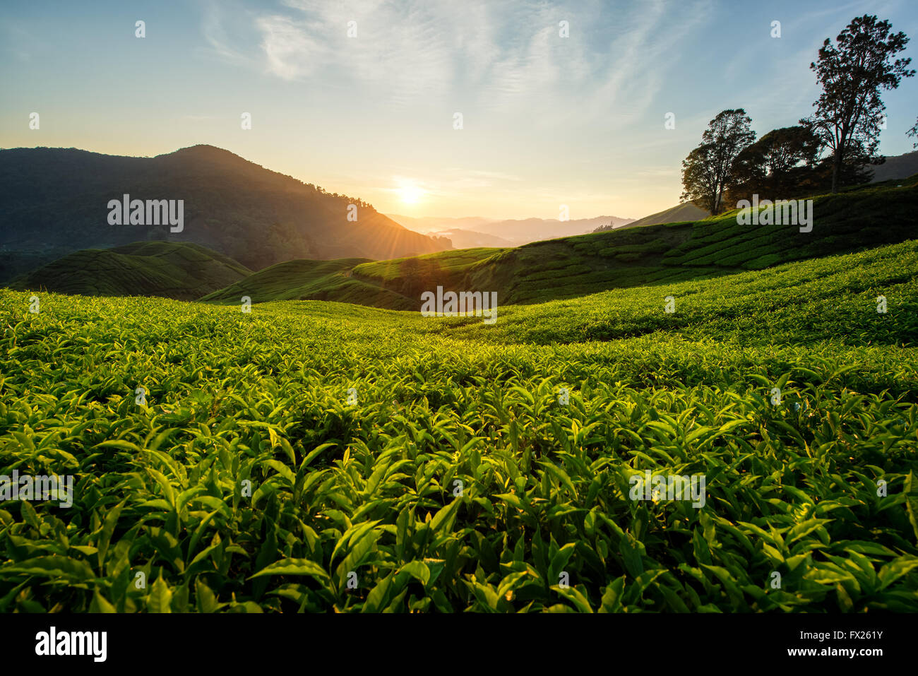 Tea plantation in Cameron highlands, Malaysia Stock Photo - Alamy