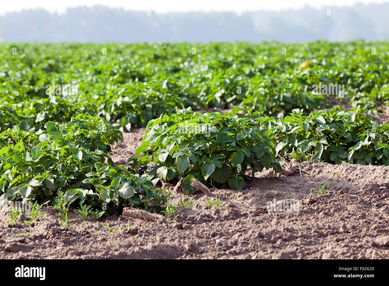 Agriculture, potato field Stock Photo - Alamy