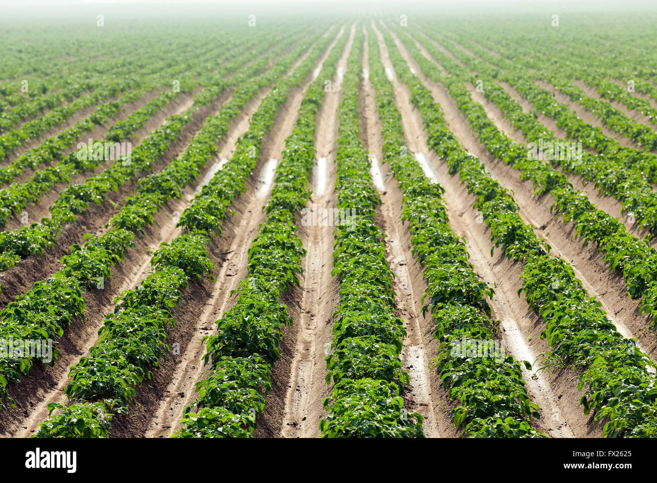 Agriculture, potato field Stock Photo - Alamy