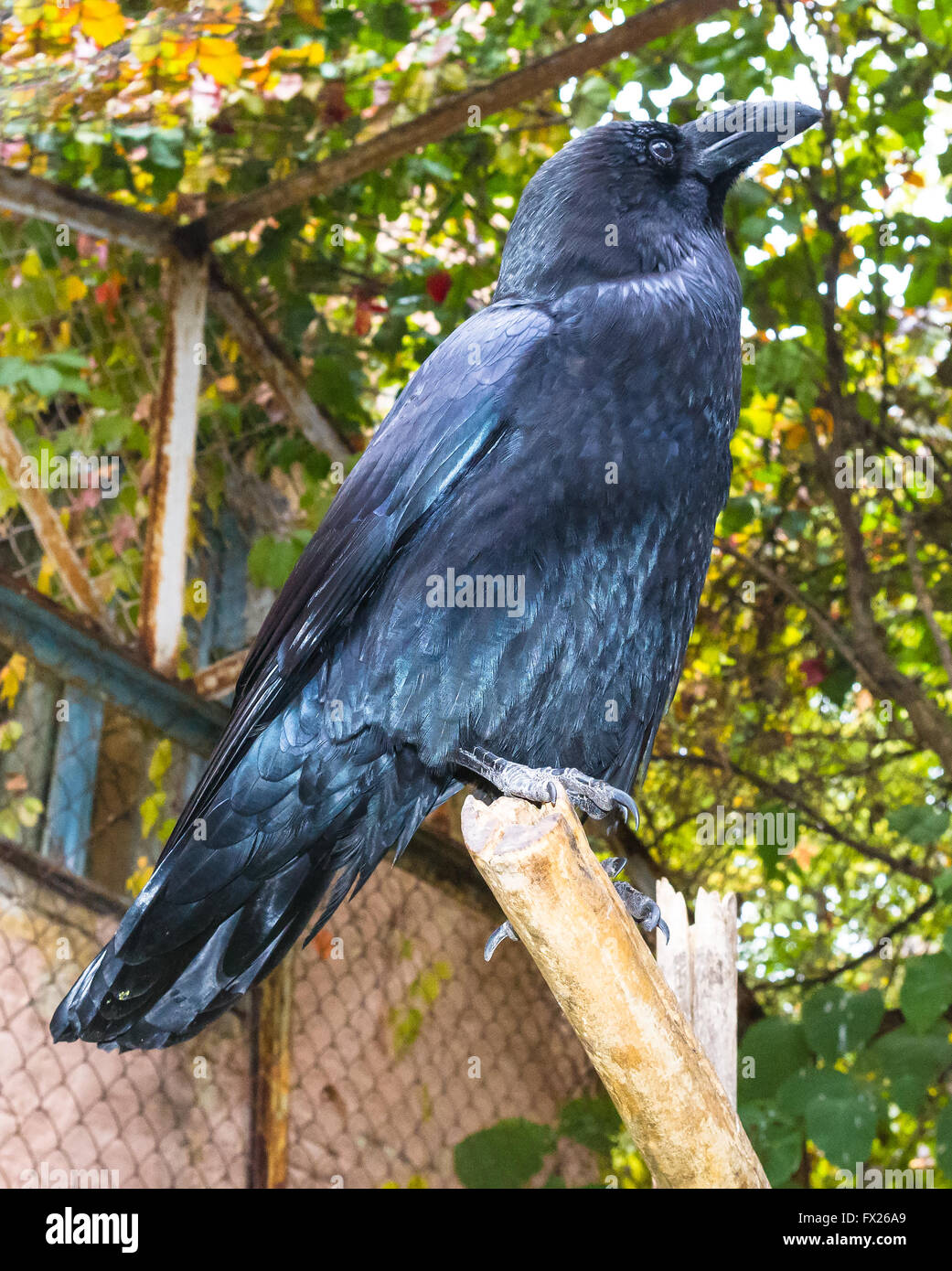 Side view of a Raven on a branch, closeup Stock Photo - Alamy