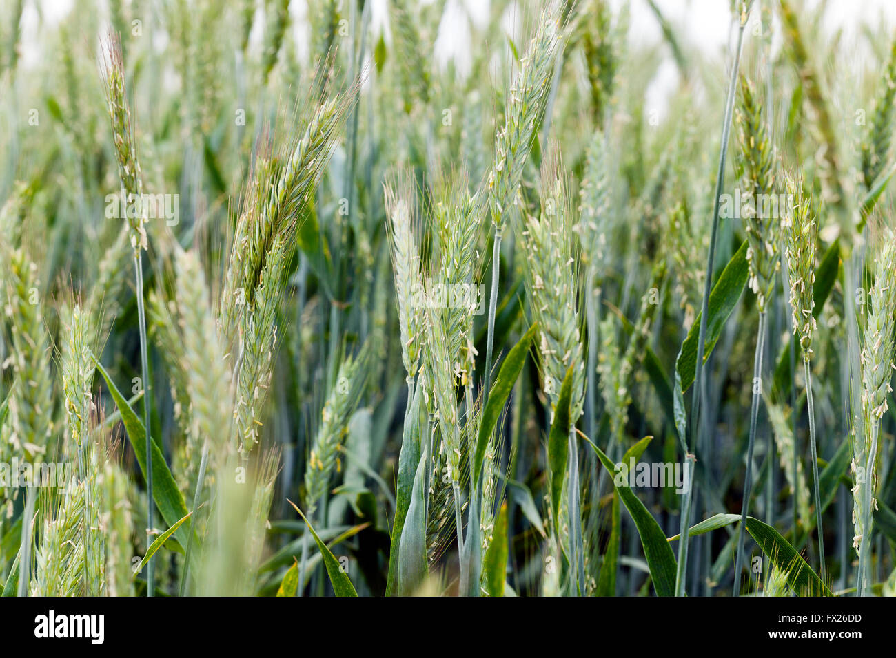 Agronomic details hi-res stock photography and images - Alamy