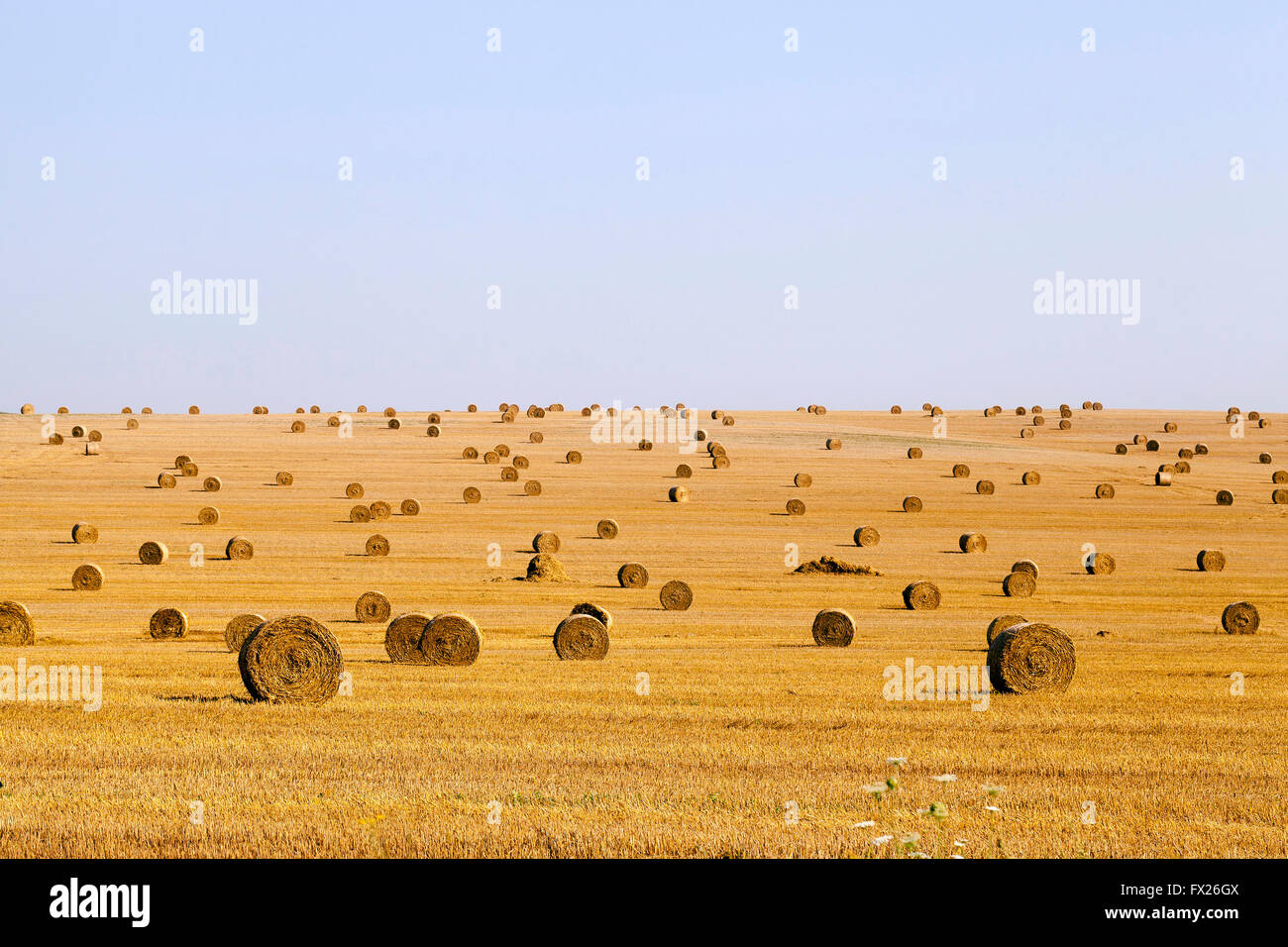 stack of straw in the field Stock Photo - Alamy