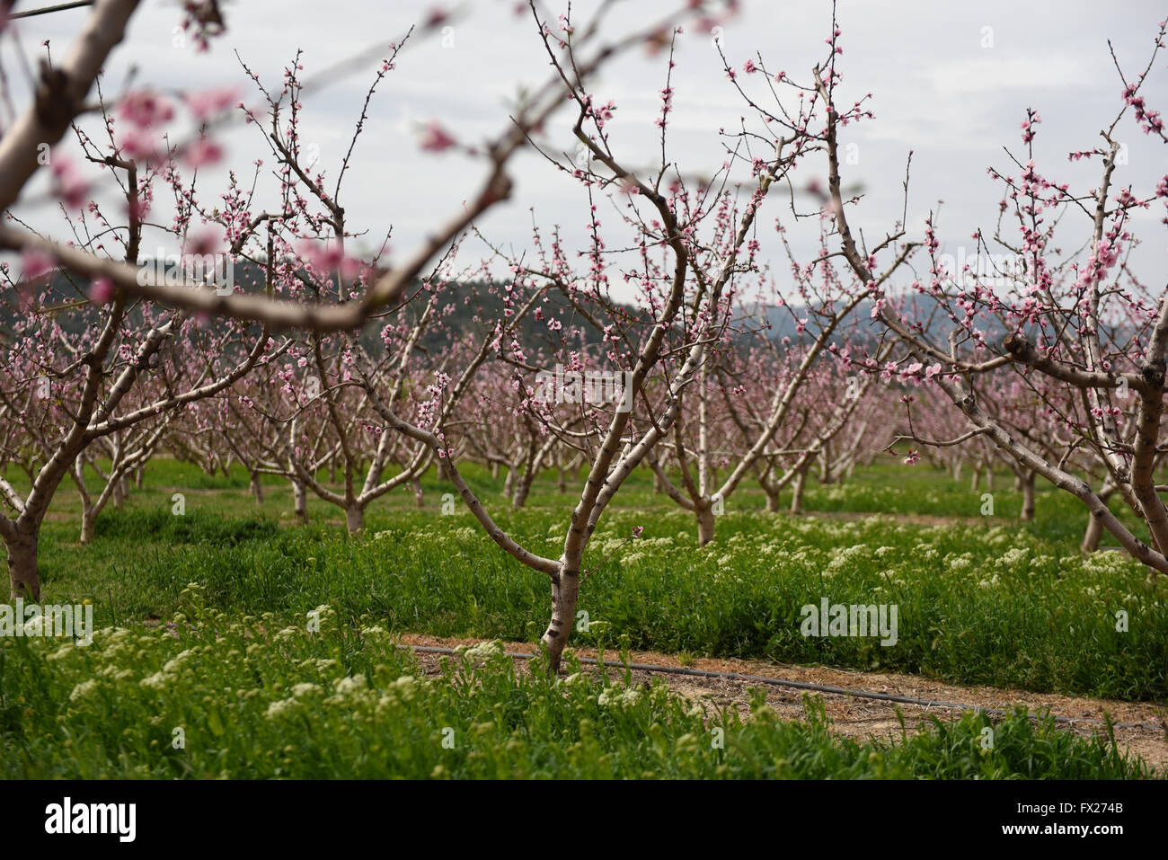 Spain blossom trees hi-res stock photography and images - Alamy