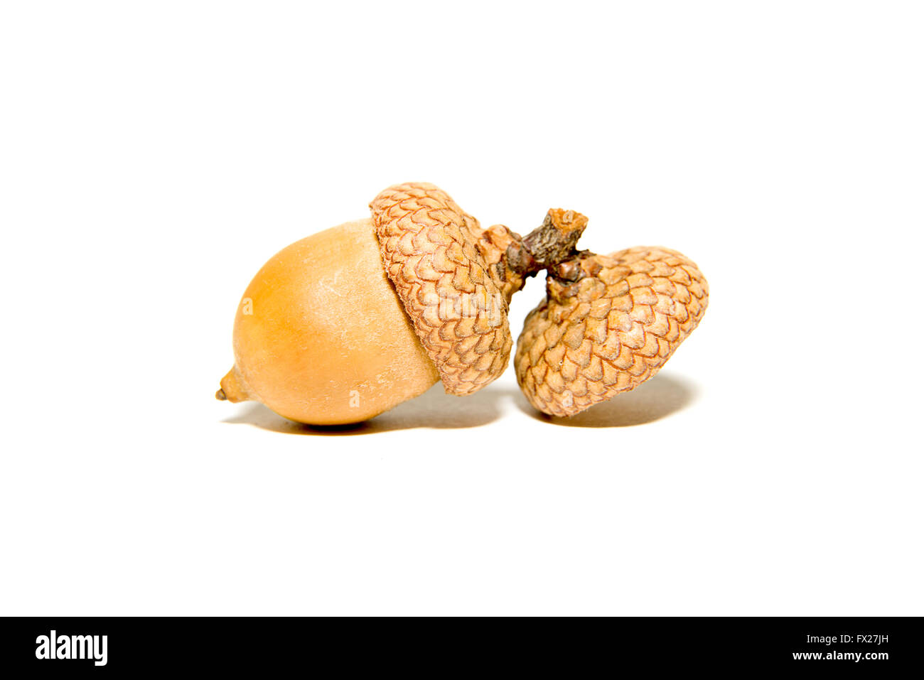 One brown acorn with caps on over white Stock Photo - Alamy