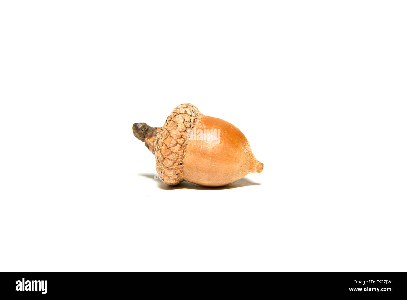 One brown acorn with cap on over white Stock Photo - Alamy