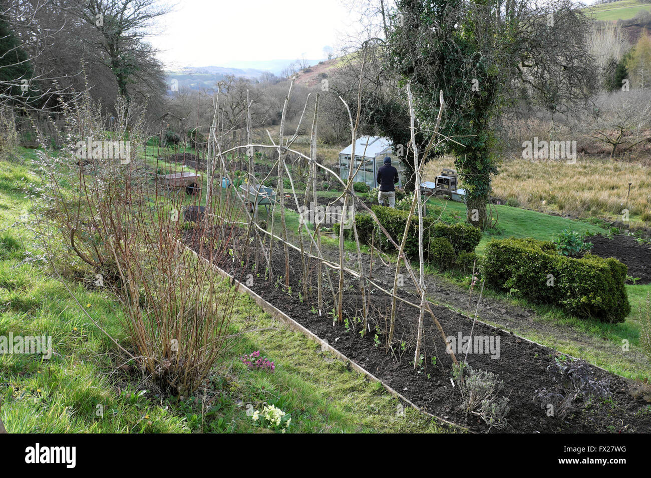 Pea sticks form a frame for supporting planting peas in a vegetable ...